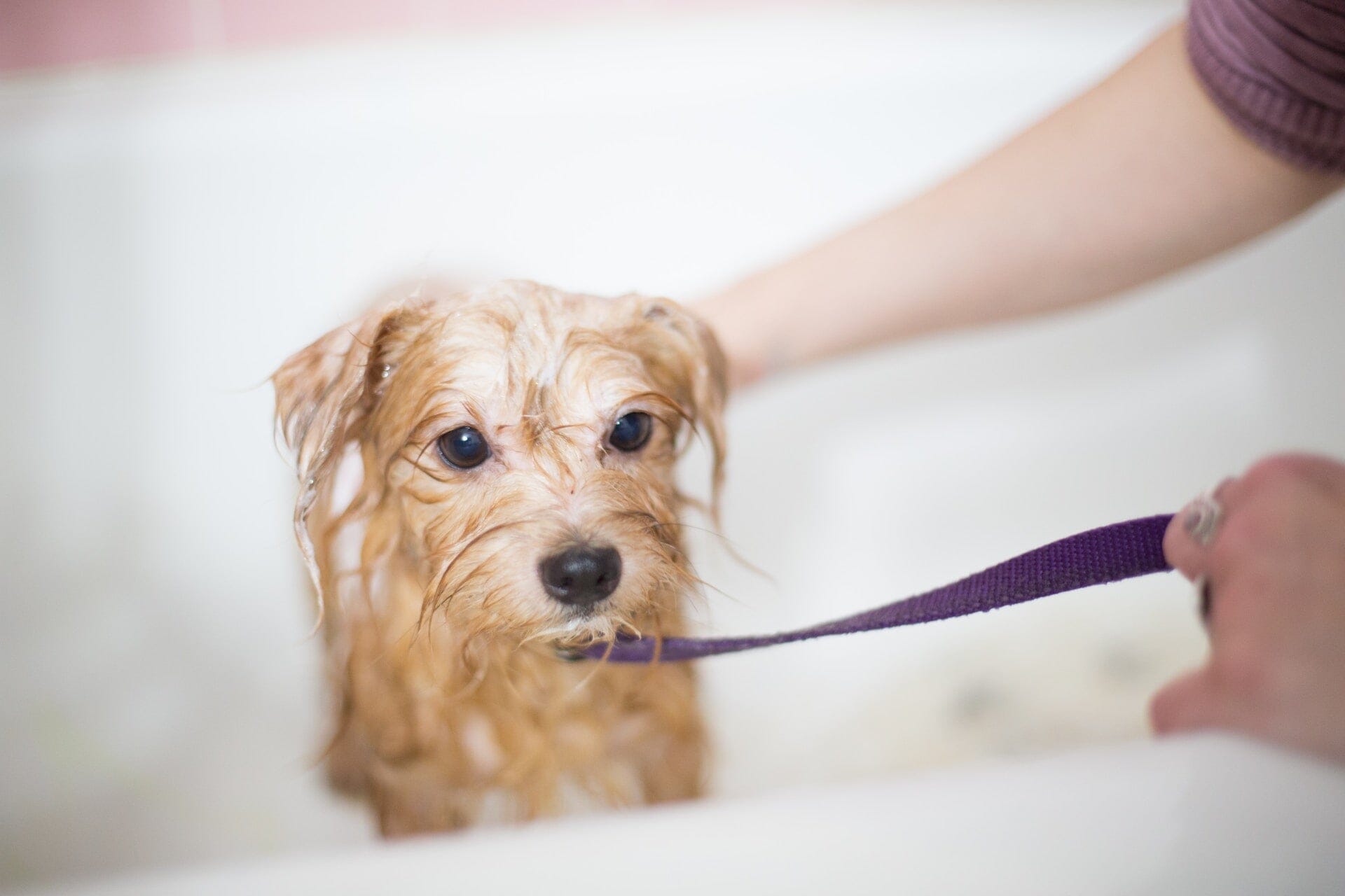 Pet Grooming: Preventing Drain Clogs and Do Cleanup – TubShroom.com